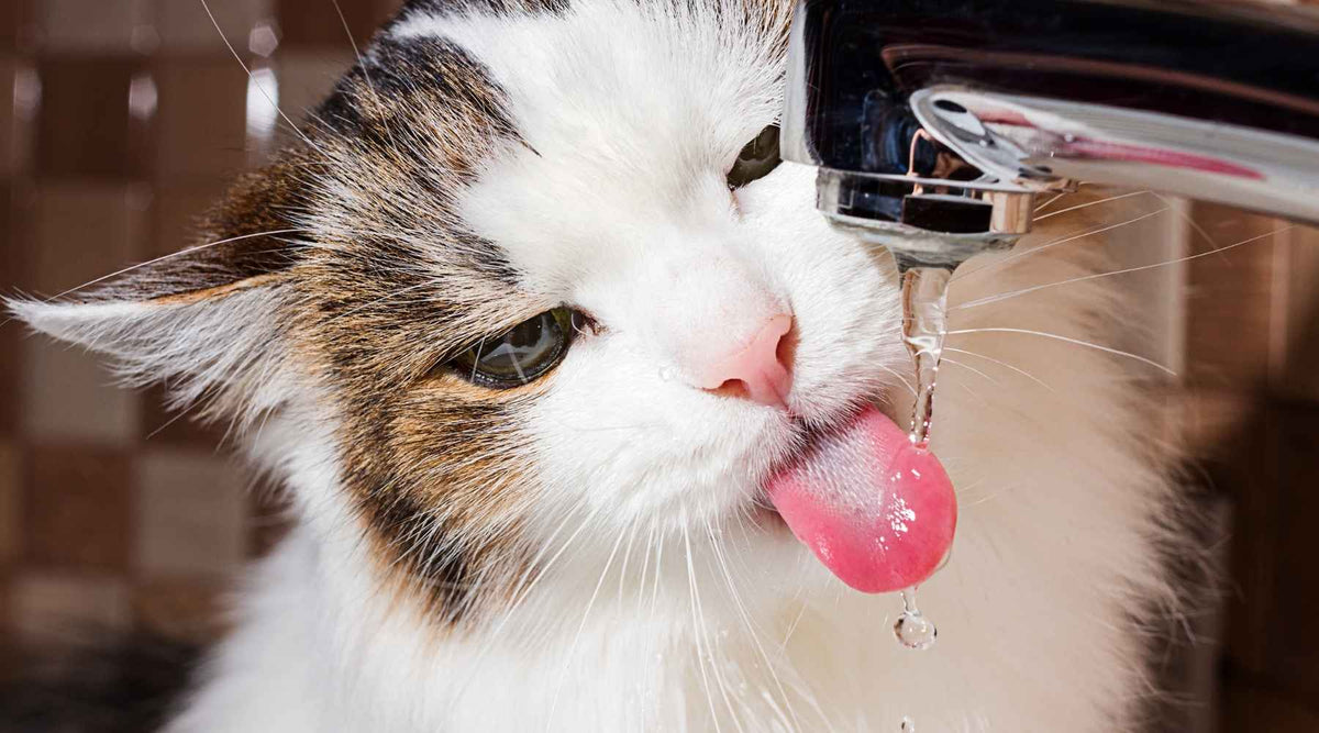 9 Signs You Are Not Drinking Enough Water